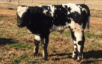 American Blue Cattle Association, Inc. - National American Blue Cattle ...